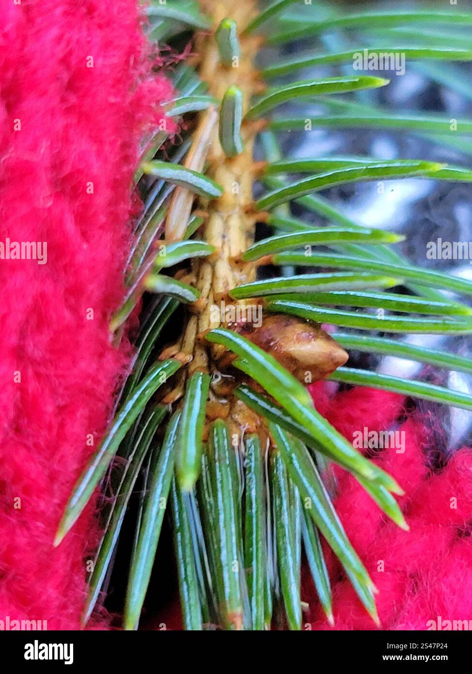 Sitka spruce (Picea sitchensis Stock Photo - Alamy