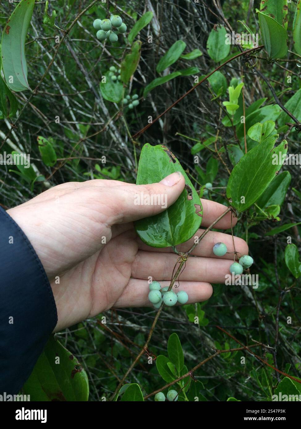sawbrier (Smilax glauca Stock Photo - Alamy