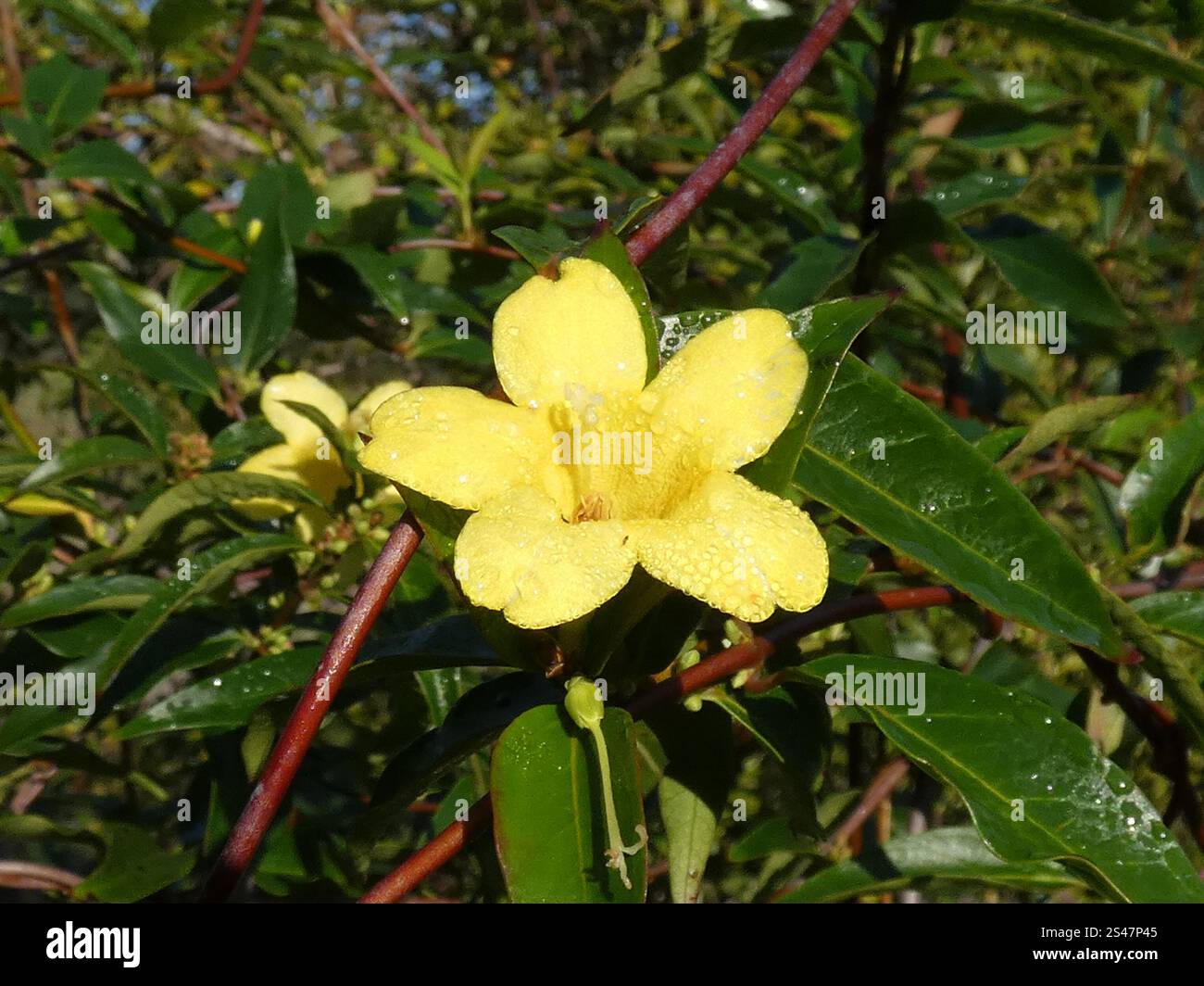 yellow jessamine (Gelsemium sempervirens Stock Photo - Alamy