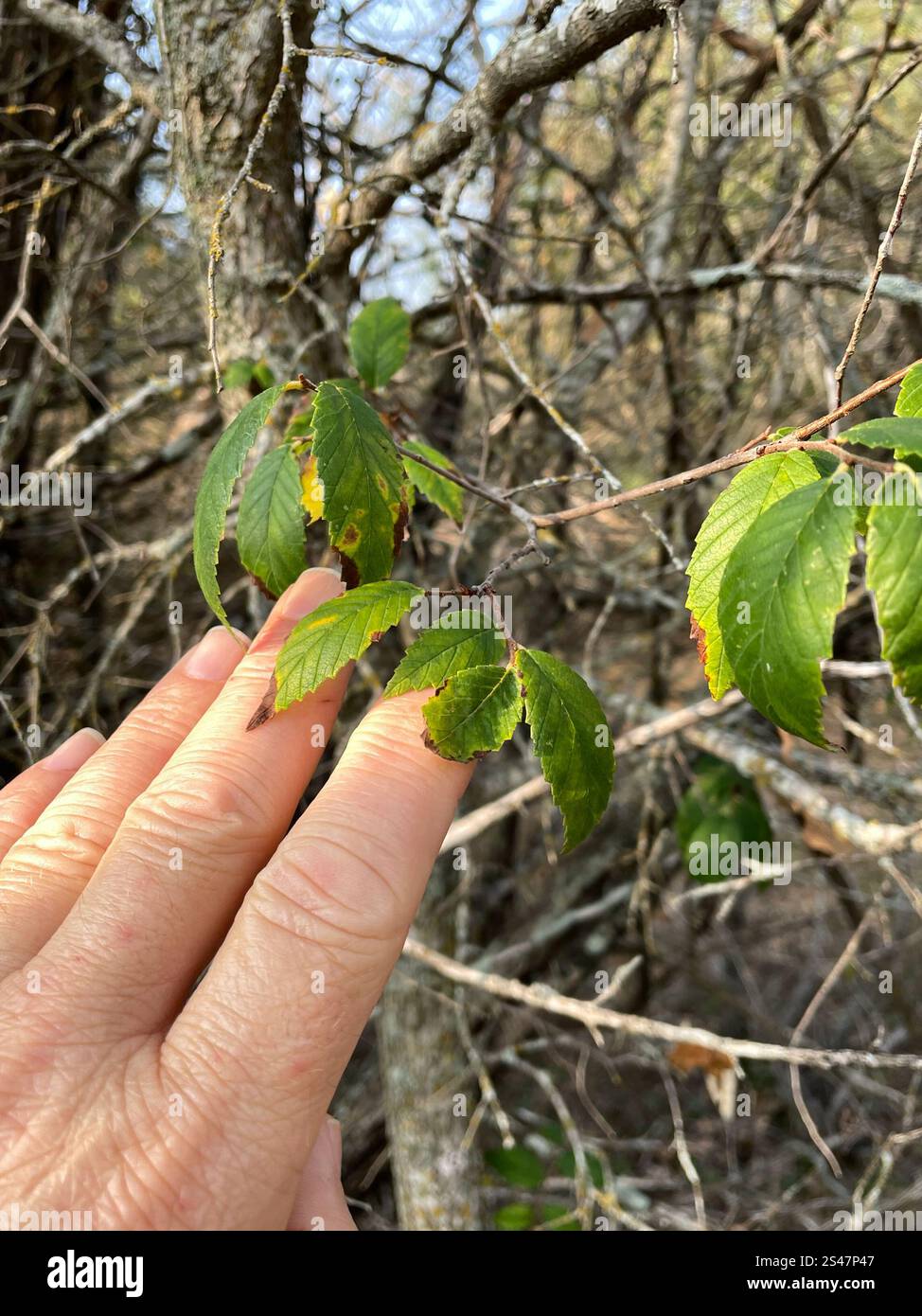 elm family (Ulmaceae Stock Photo - Alamy