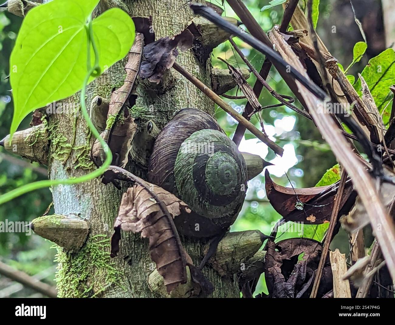 Puerto Rican Tree Snail (Caracolus caracolla Stock Photo - Alamy