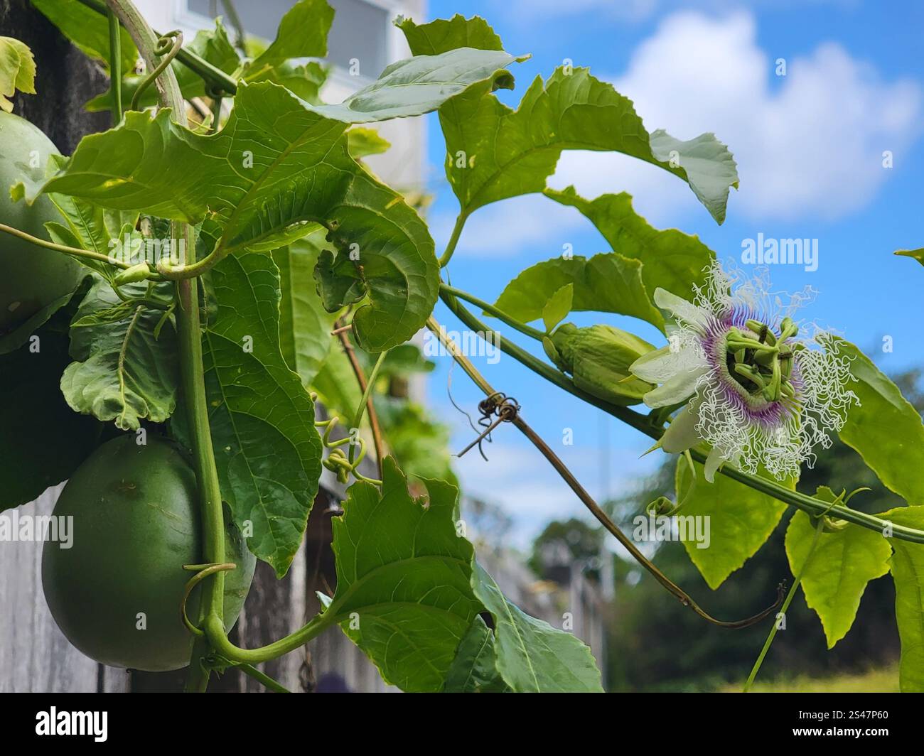 Purple passion fruit (Passiflora edulis edulis Stock Photo - Alamy