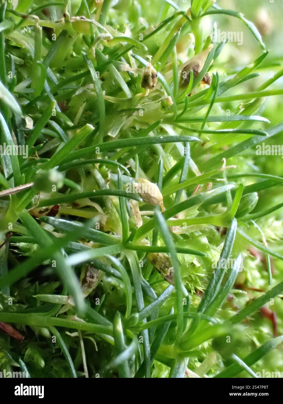 Procumbent Pearlwort (Sagina procumbens Stock Photo - Alamy