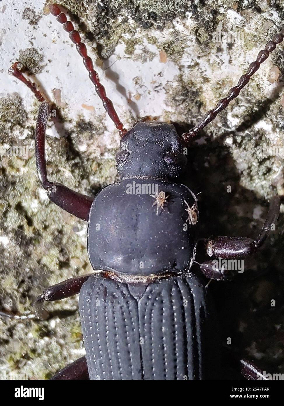 Darkling Beetles (Tenebrionidae Stock Photo - Alamy
