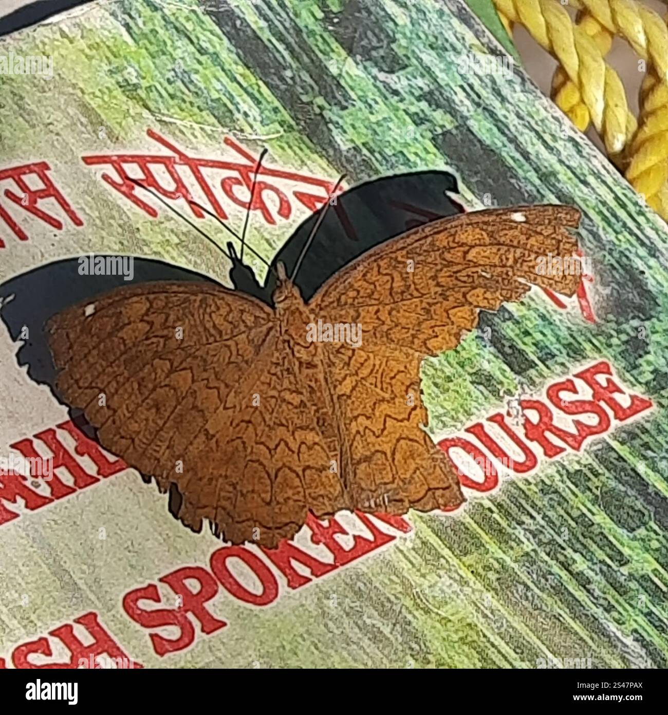 Common Castor Butterfly (Ariadne merione Stock Photo - Alamy