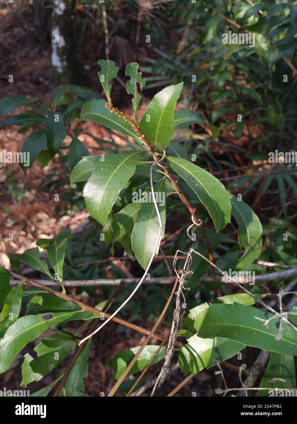wax myrtle (Morella cerifera Stock Photo - Alamy