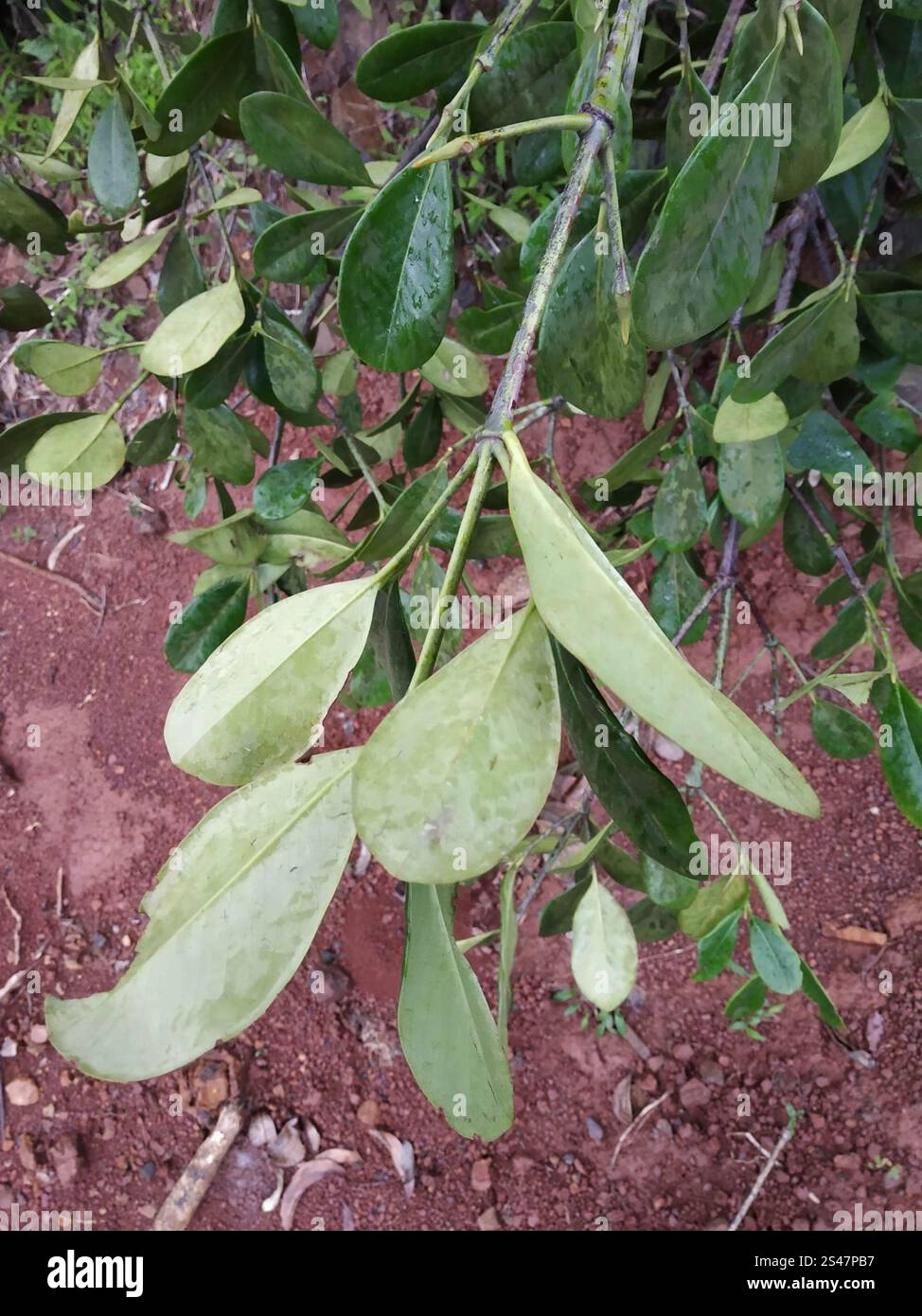 Carallia (Carallia brachiata Stock Photo - Alamy