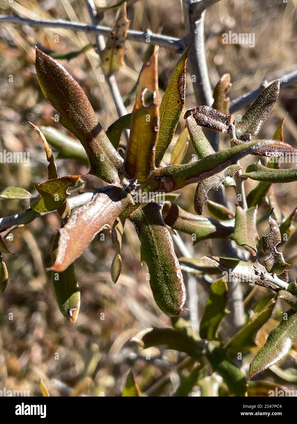 Texas live oak (Quercus fusiformis Stock Photo - Alamy