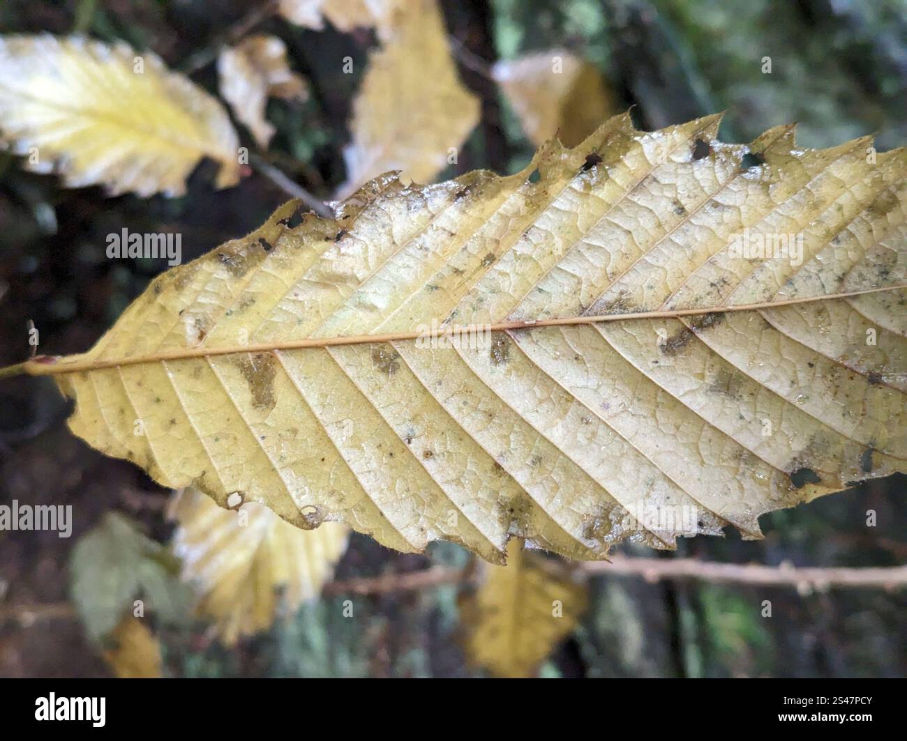 Red Alder (Alnus rubra Stock Photo - Alamy
