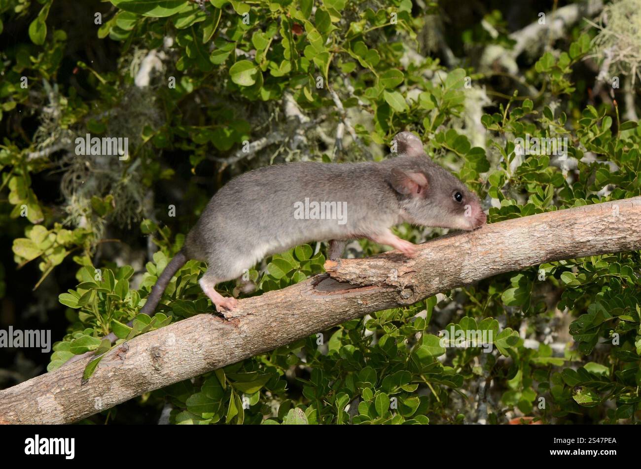 Long-tailed Pouched Rat (Beamys hindei Stock Photo - Alamy