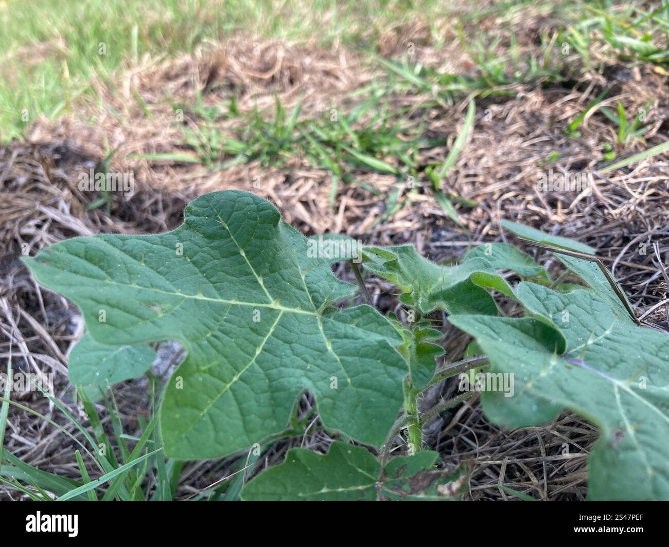 tropical soda-apple (Solanum viarum Stock Photo - Alamy