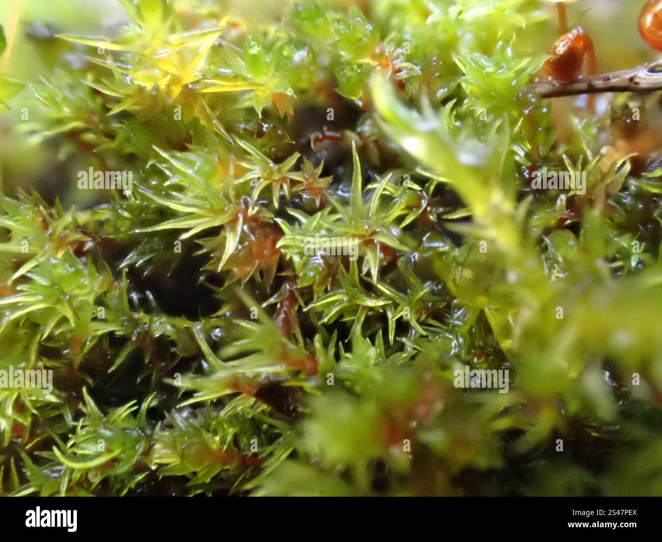 Common Pottia (Tortula truncata Stock Photo - Alamy