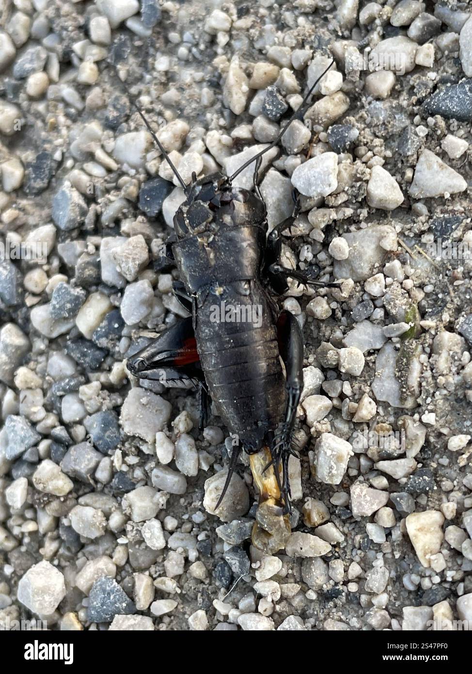 European Field Cricket (Gryllus campestris Stock Photo - Alamy