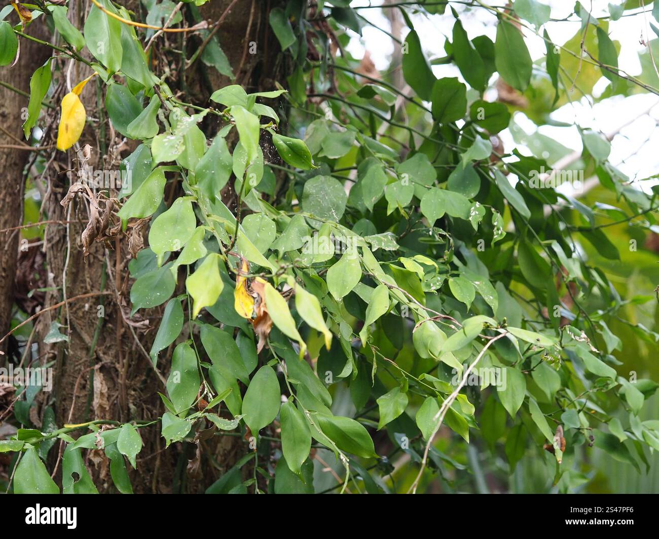 Chinese Pothos (Pothos chinensis Stock Photo - Alamy