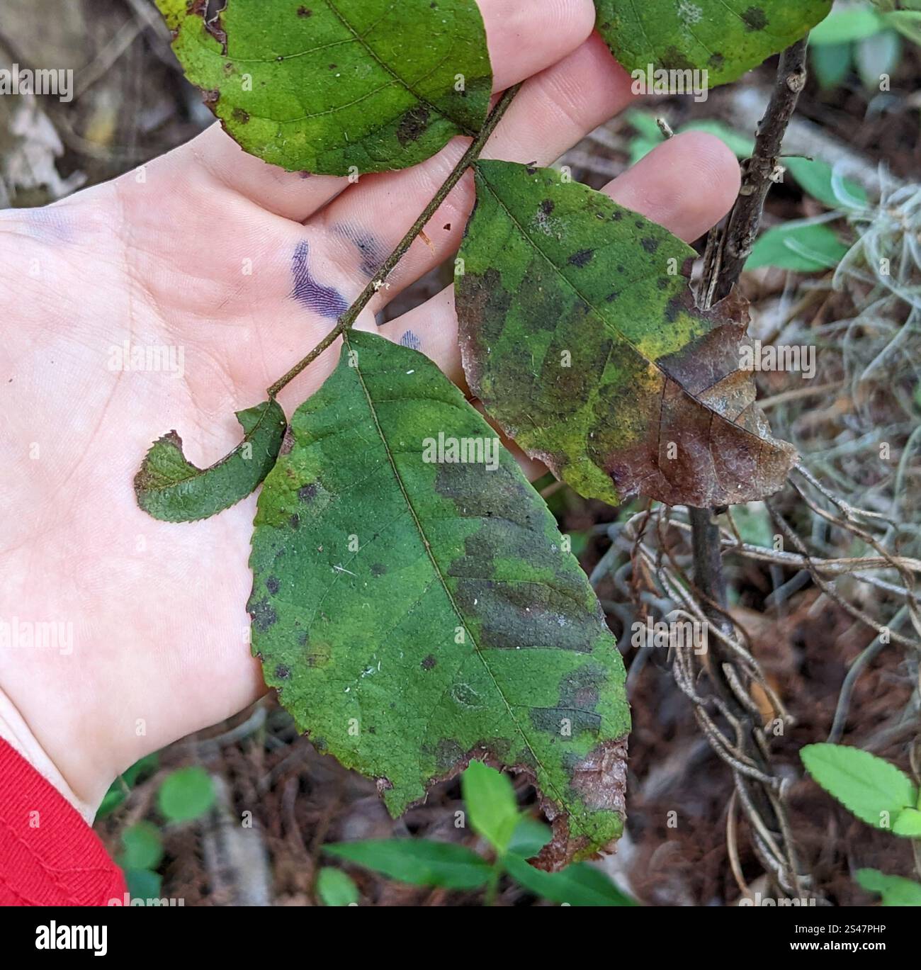 water hickory (Carya aquatica Stock Photo - Alamy