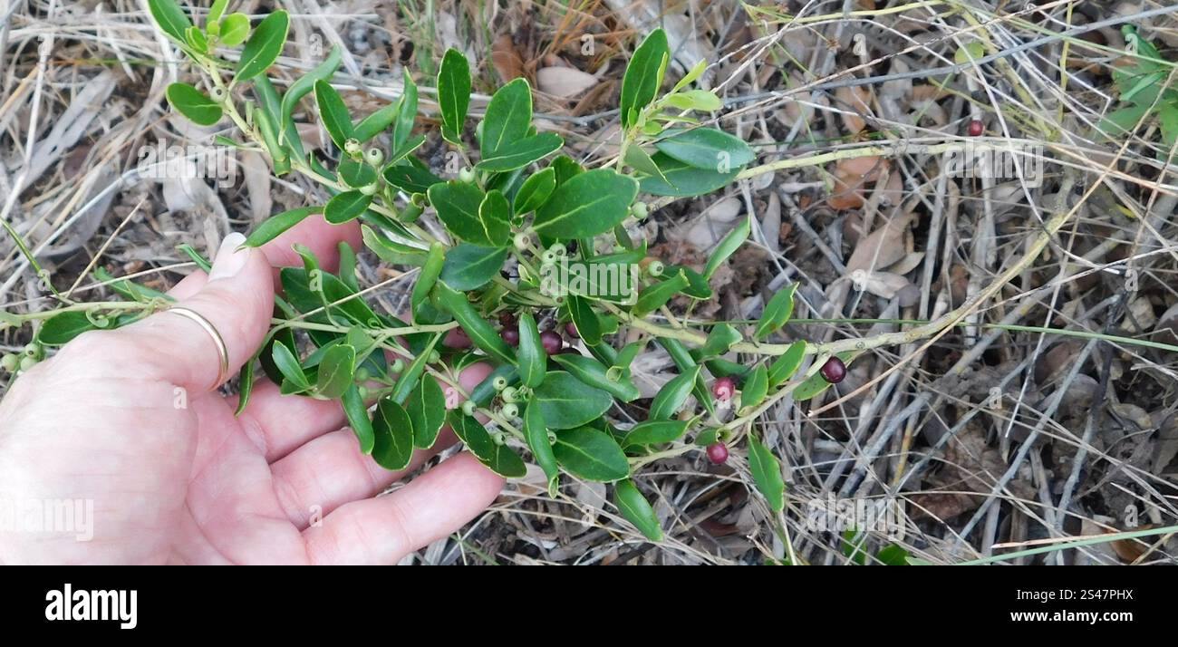 gallberry (Ilex glabra Stock Photo - Alamy