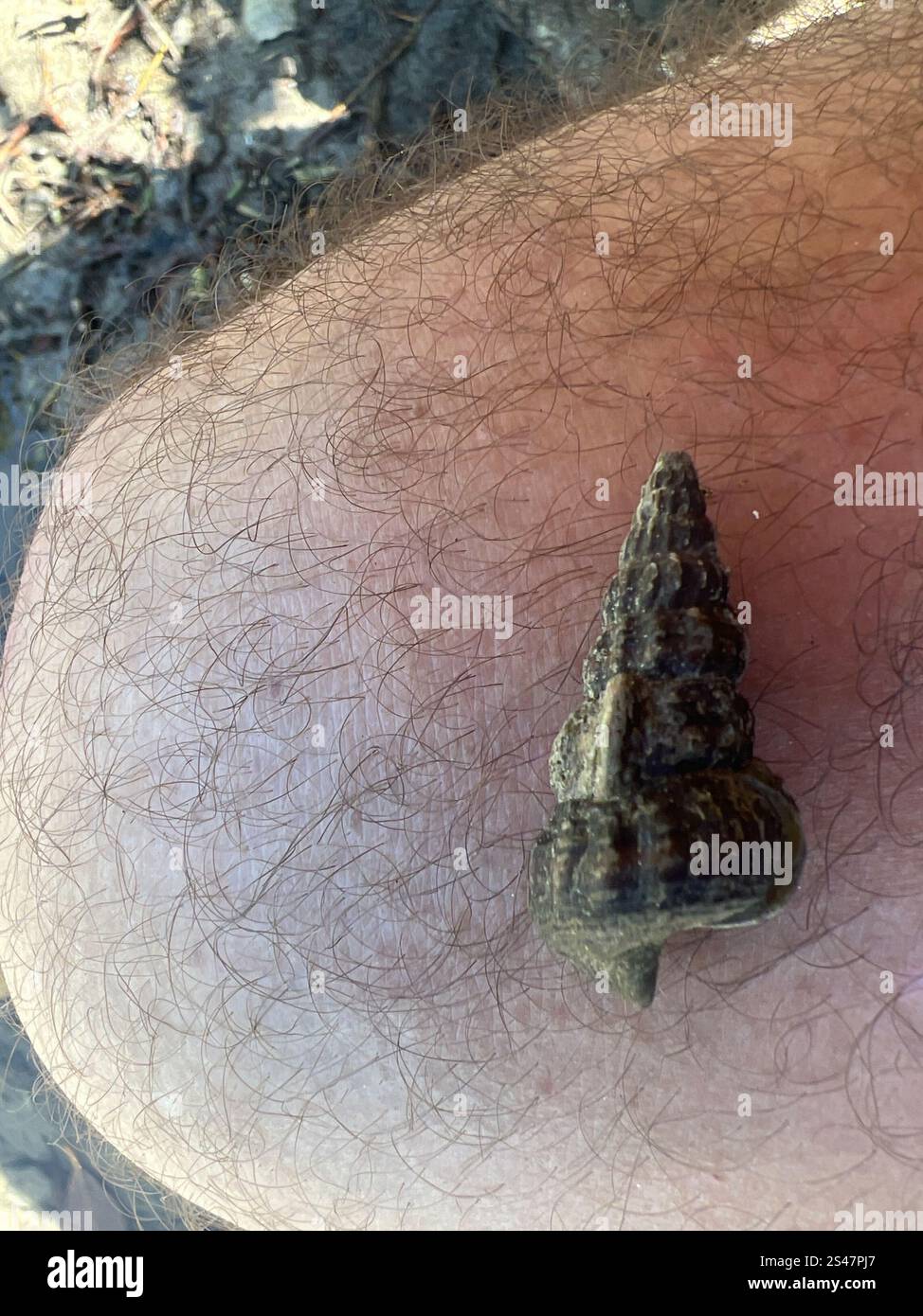 Horn Snails (Potamididae Stock Photo - Alamy