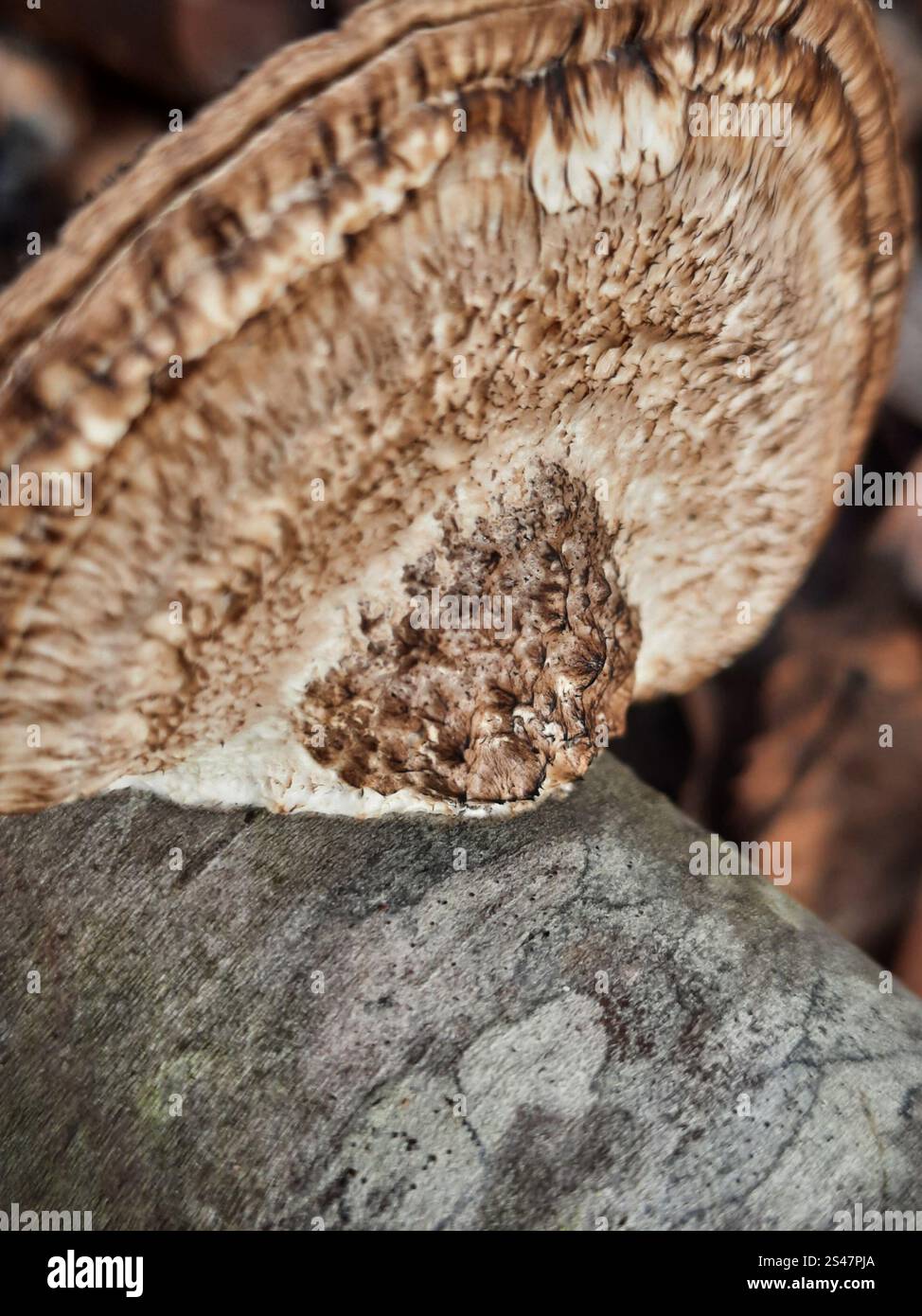 Thin-walled Maze Polypore (Daedaleopsis confragosa Stock Photo - Alamy