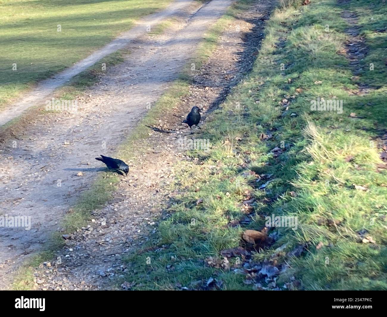 Eurasian Jackdaw (Coloeus monedula Stock Photo - Alamy