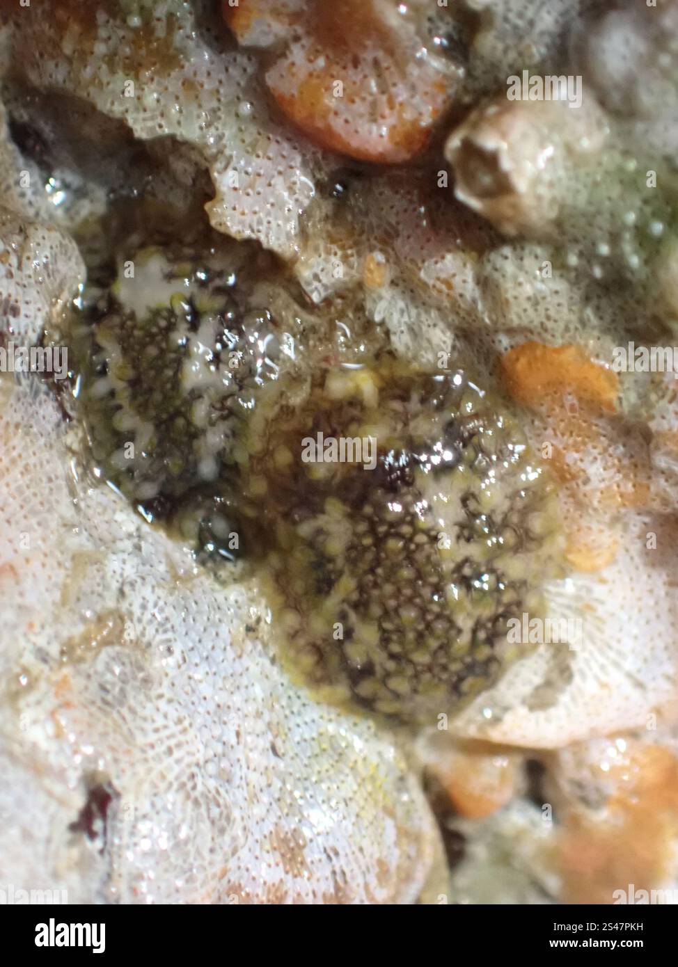 barnacle-eating dorid (Onchidoris bilamellata Stock Photo - Alamy