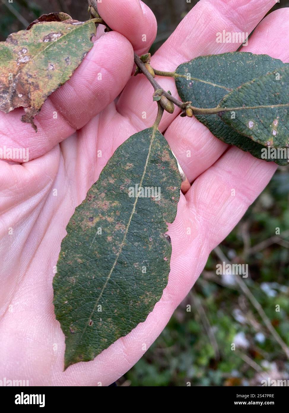 Rusty Willow (Salix atrocinerea Stock Photo - Alamy