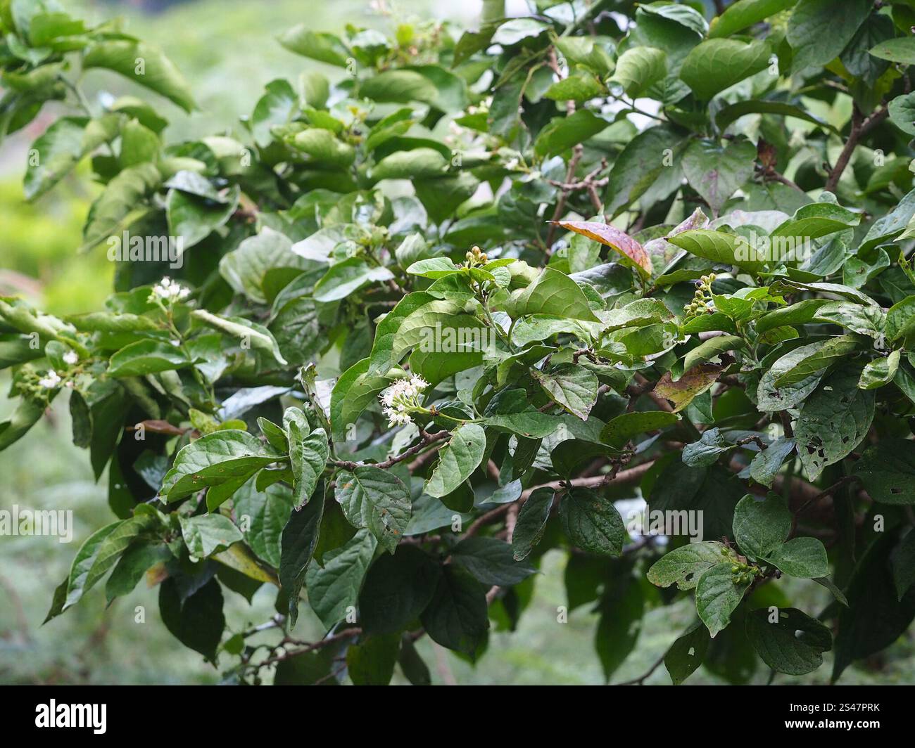 Formosa Ehretia (Ehretia resinosa Stock Photo - Alamy