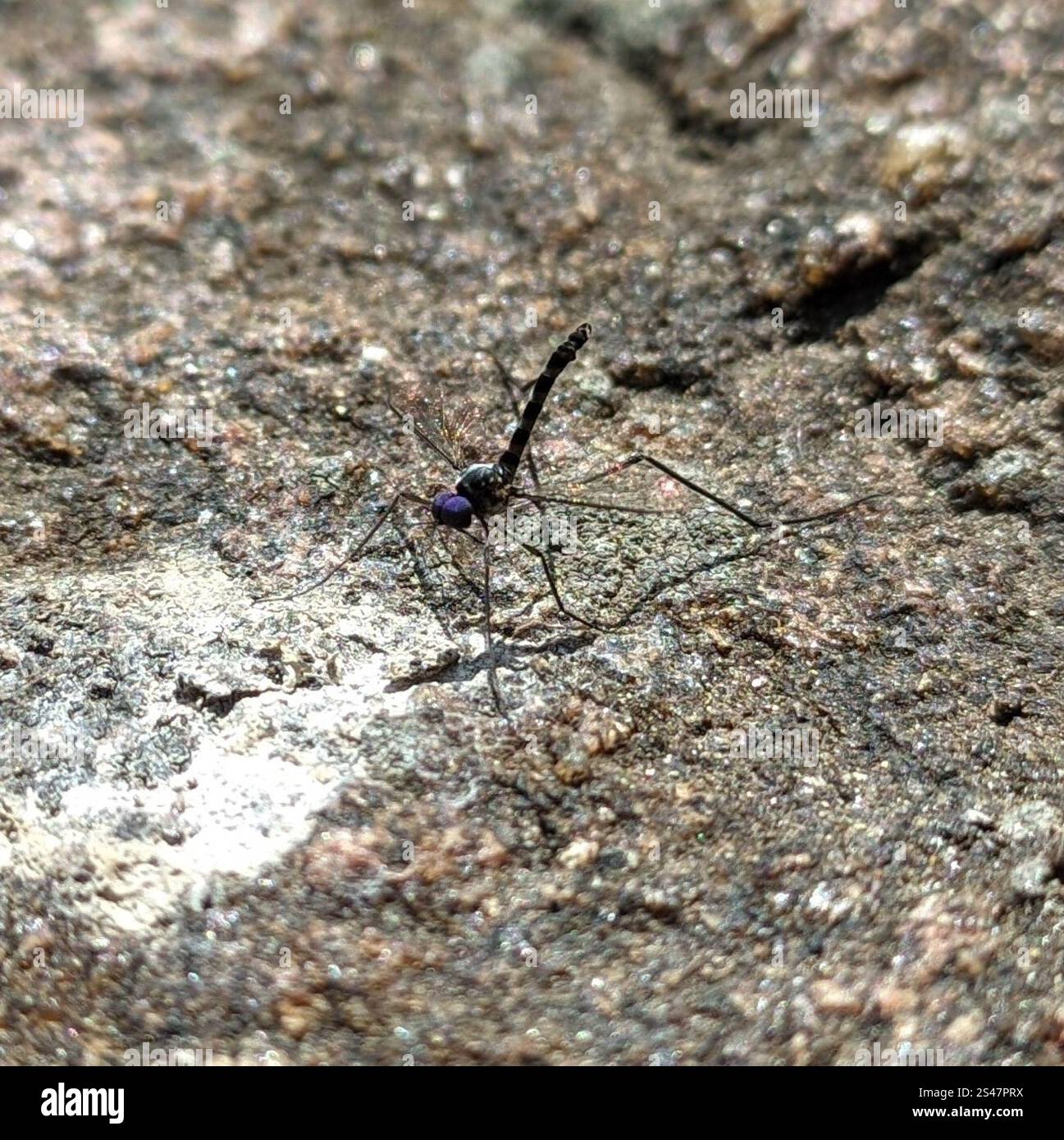 Net-winged Midges (Blephariceridae Stock Photo - Alamy