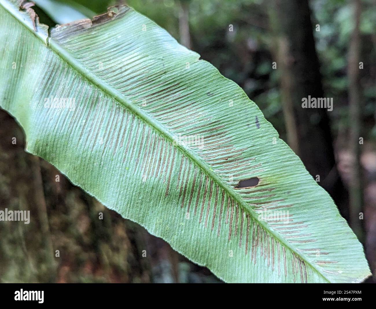 American bird's-nest fern (Asplenium serratum Stock Photo - Alamy