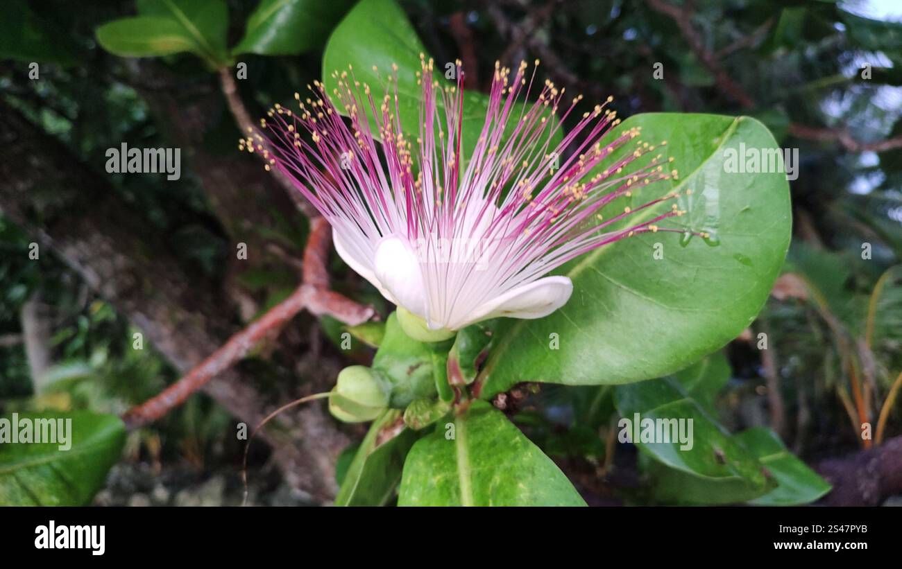 Fish Poison Tree (Barringtonia asiatica Stock Photo - Alamy