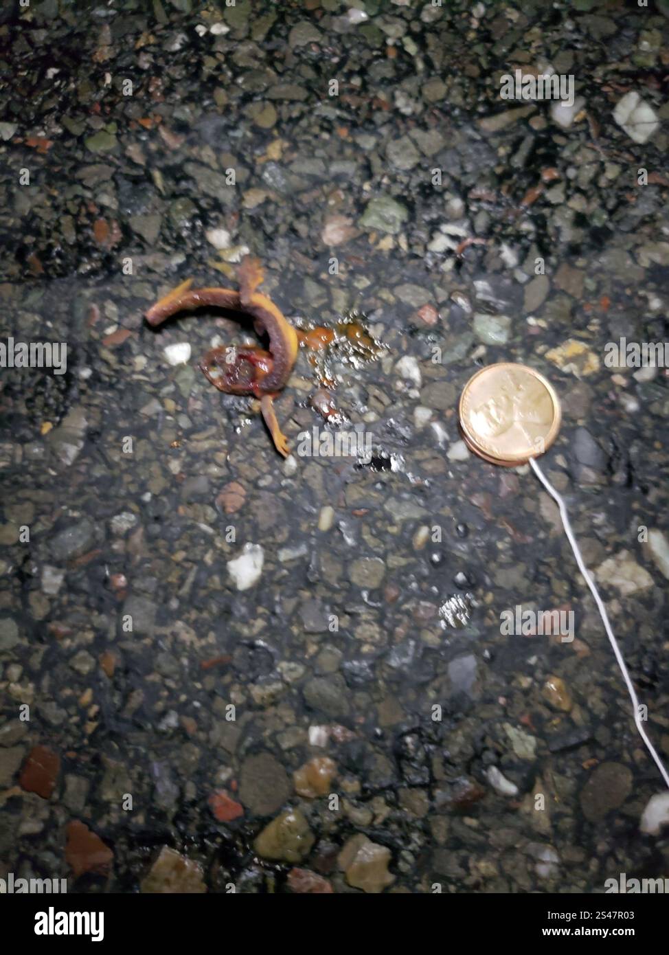 California Newt (Taricha torosa Stock Photo - Alamy