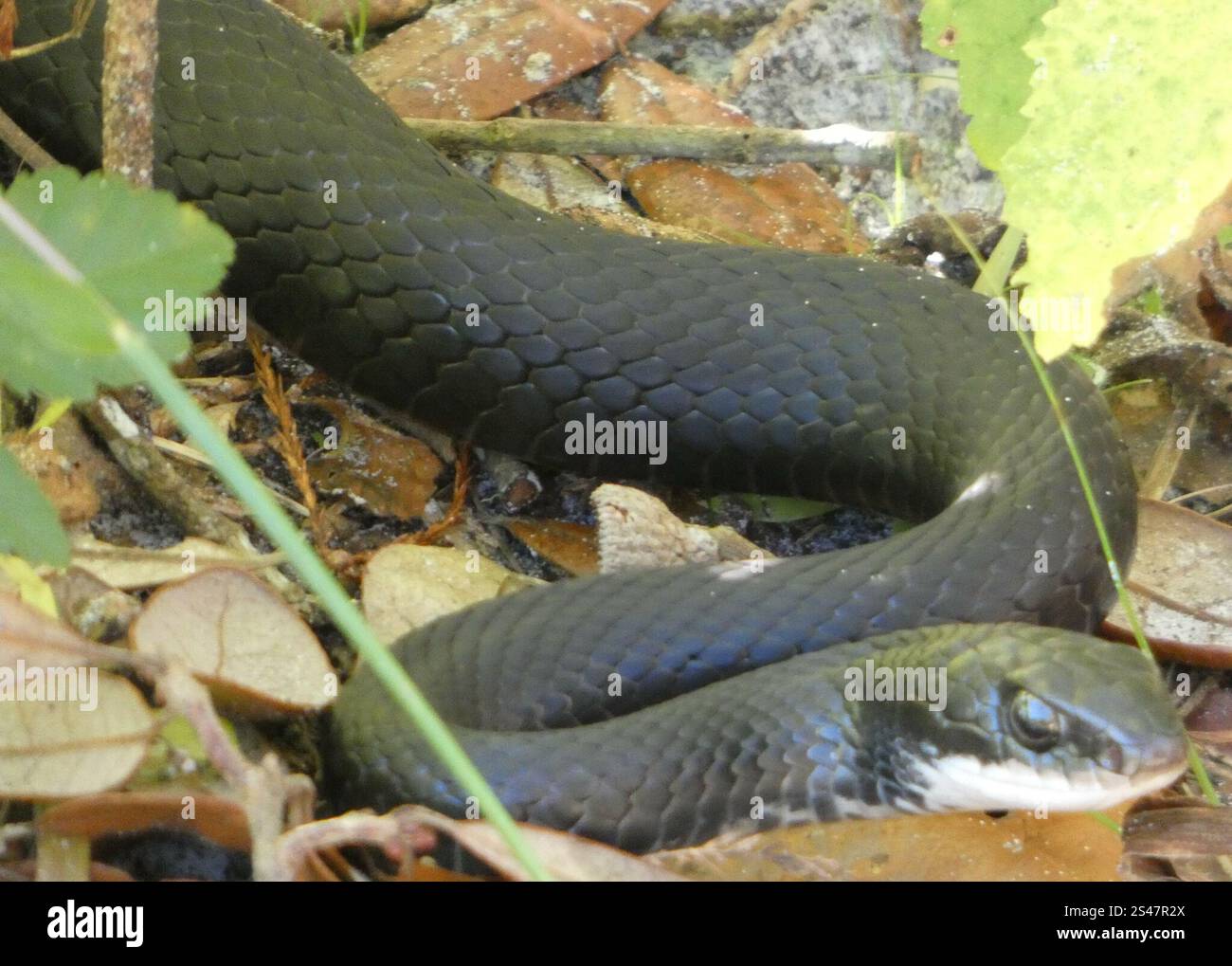 Southern Black Racer (Coluber constrictor priapus Stock Photo - Alamy