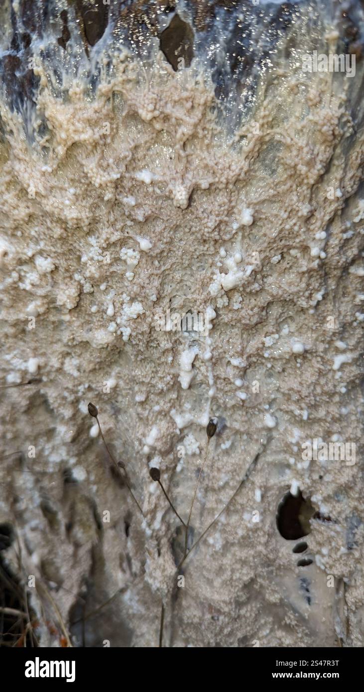 Tapioca Slime Mold (Brefeldia maxima Stock Photo - Alamy