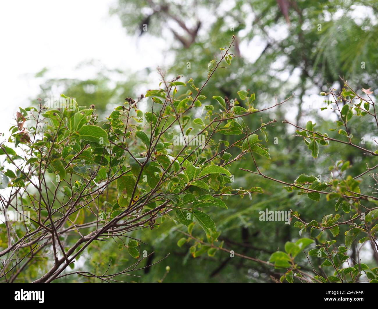 Subcostate Crape Myrtle (Lagerstroemia subcostata Stock Photo - Alamy