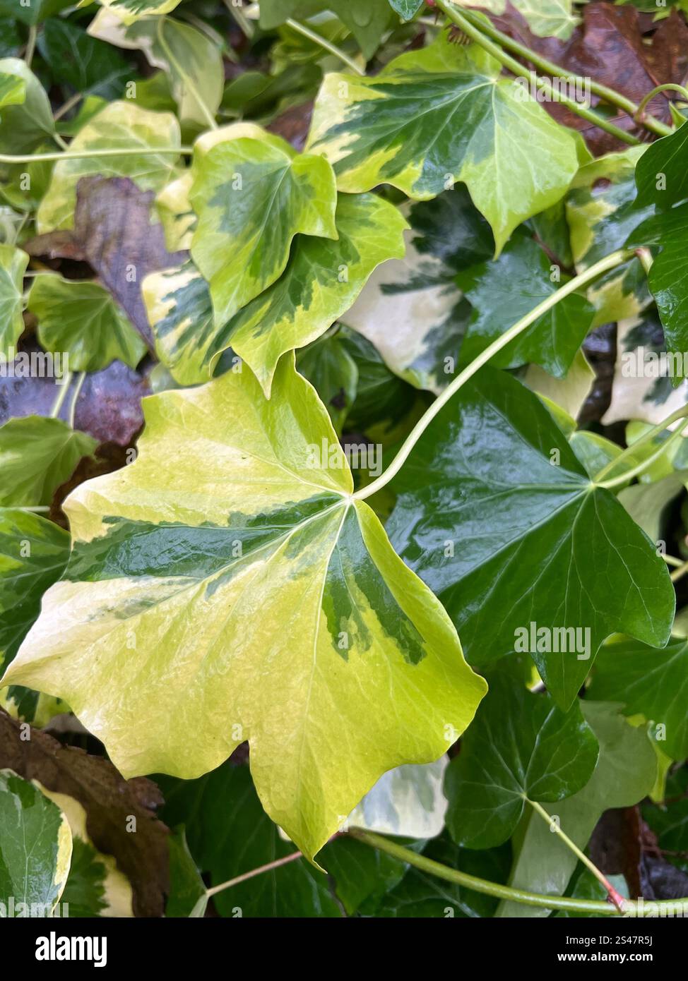 Canary Islands Ivy (Hedera canariensis Stock Photo - Alamy