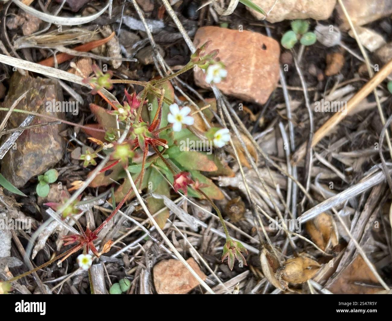 pygmy-flower rock-jasmine (Androsace septentrionalis Stock Photo - Alamy