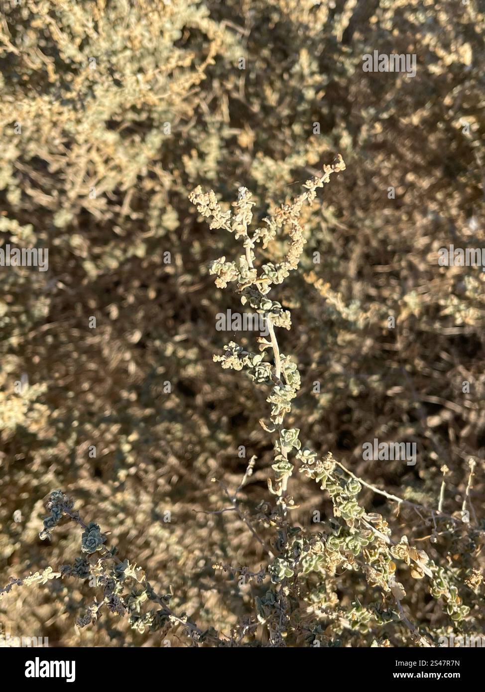 Cattle Saltbush (Atriplex polycarpa Stock Photo - Alamy