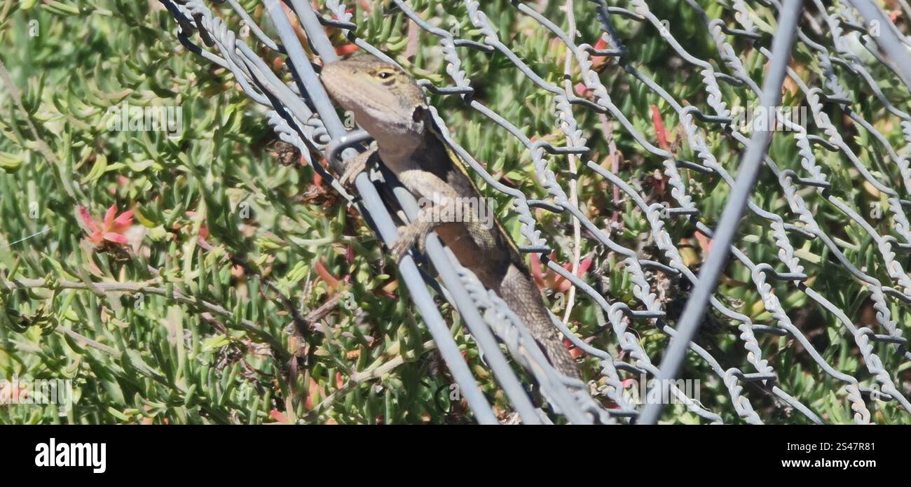 Nobbi Dragon (Diporiphora nobbi Stock Photo - Alamy