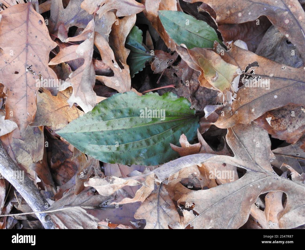 crane-fly orchid (Tipularia discolor Stock Photo - Alamy