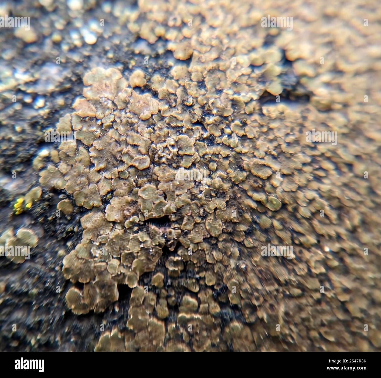 Fishscale Lichens (Psora Stock Photo - Alamy
