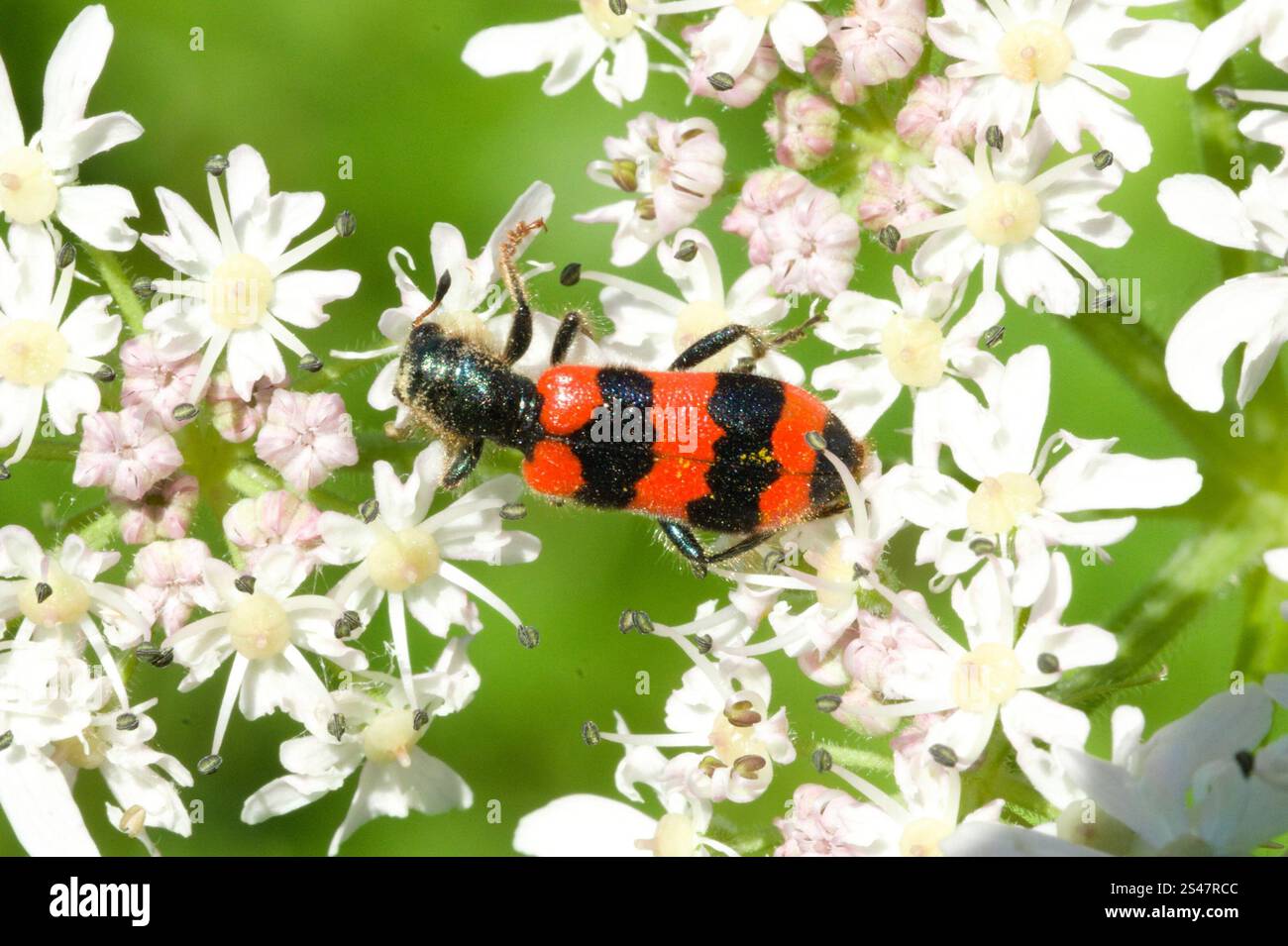 Bee-eating Beetle (Trichodes apiarius Stock Photo - Alamy