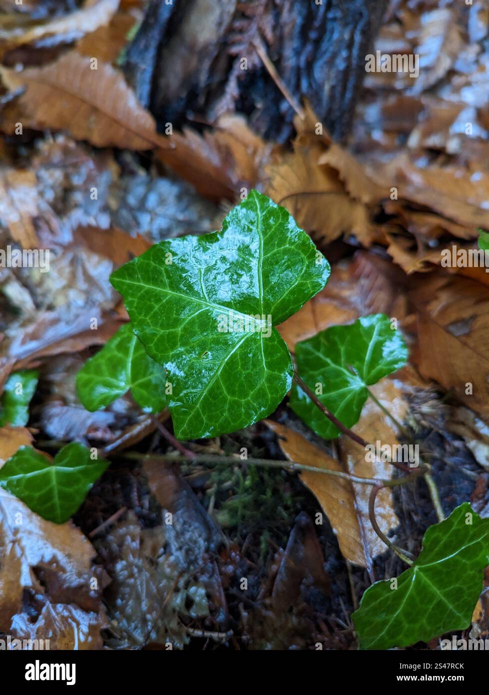 Atlantic Ivy (Hedera hibernica Stock Photo - Alamy