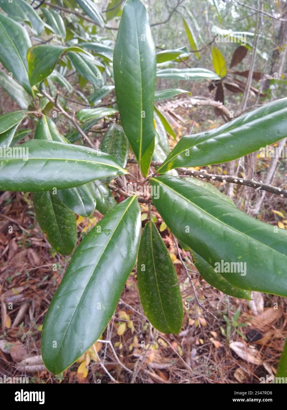 southern magnolia (Magnolia grandiflora Stock Photo - Alamy