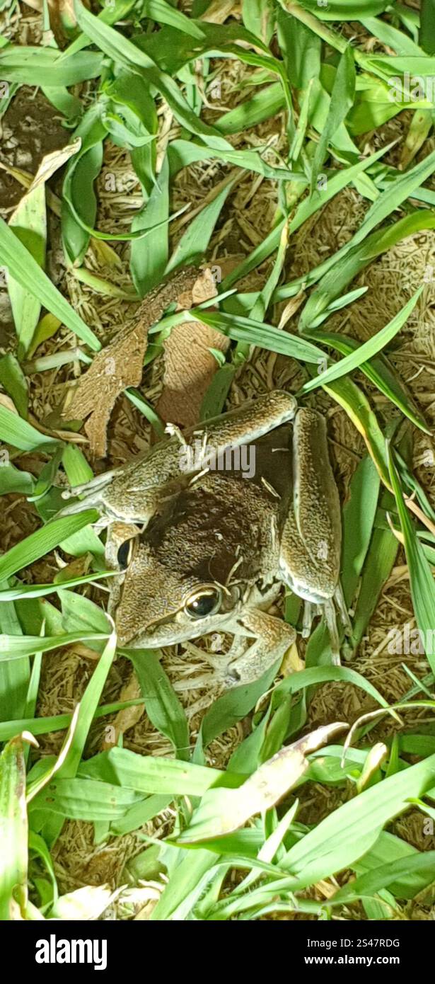 Broad-palmed Rocket Frog (Litoria latopalmata Stock Photo - Alamy