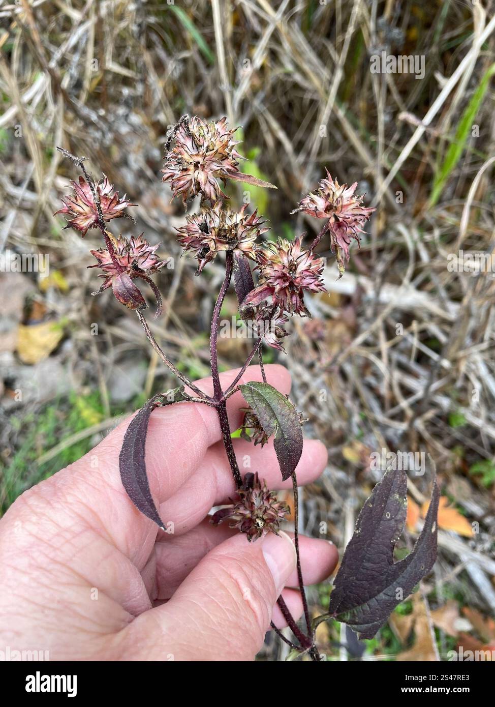 giant ragweed (Ambrosia trifida Stock Photo - Alamy