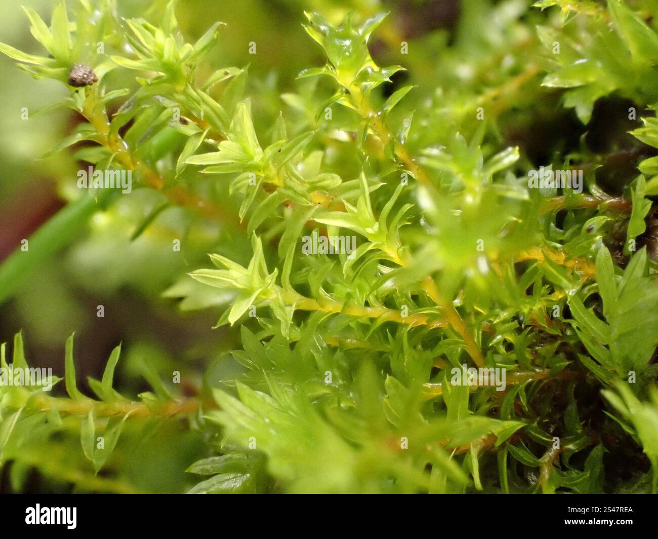 Bird's-Claw Beard-Moss (Barbula unguiculata Stock Photo - Alamy
