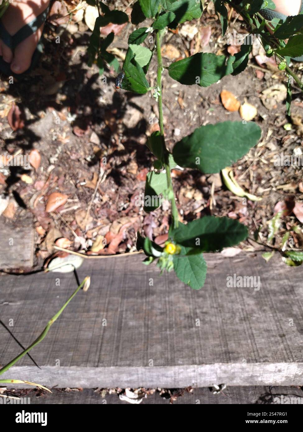 Cuban jute (Sida rhombifolia Stock Photo - Alamy