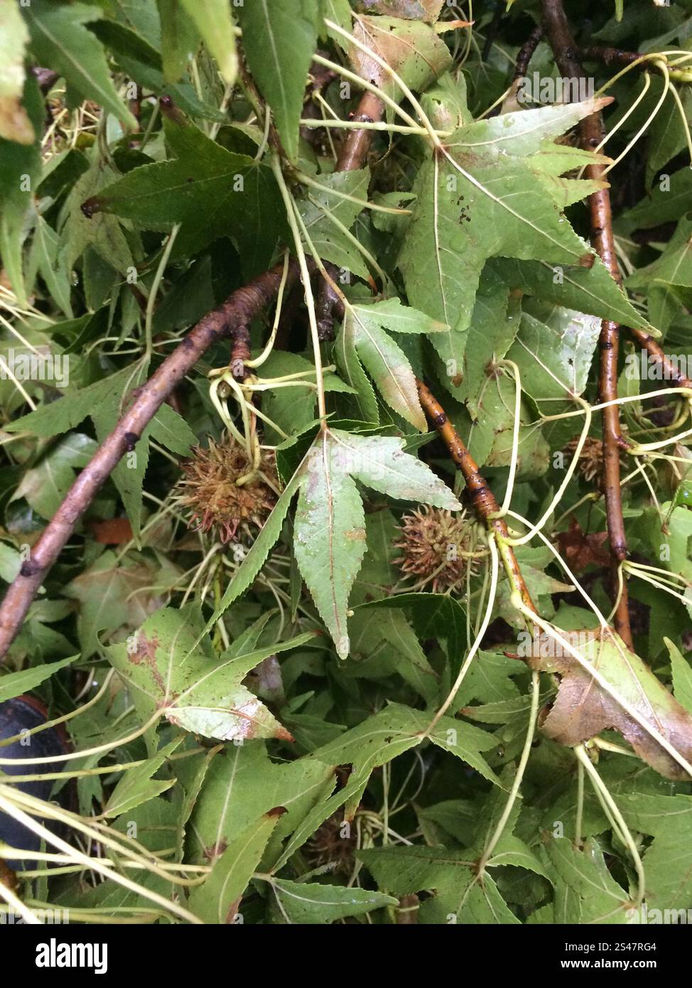 American sweetgum (Liquidambar styraciflua Stock Photo - Alamy
