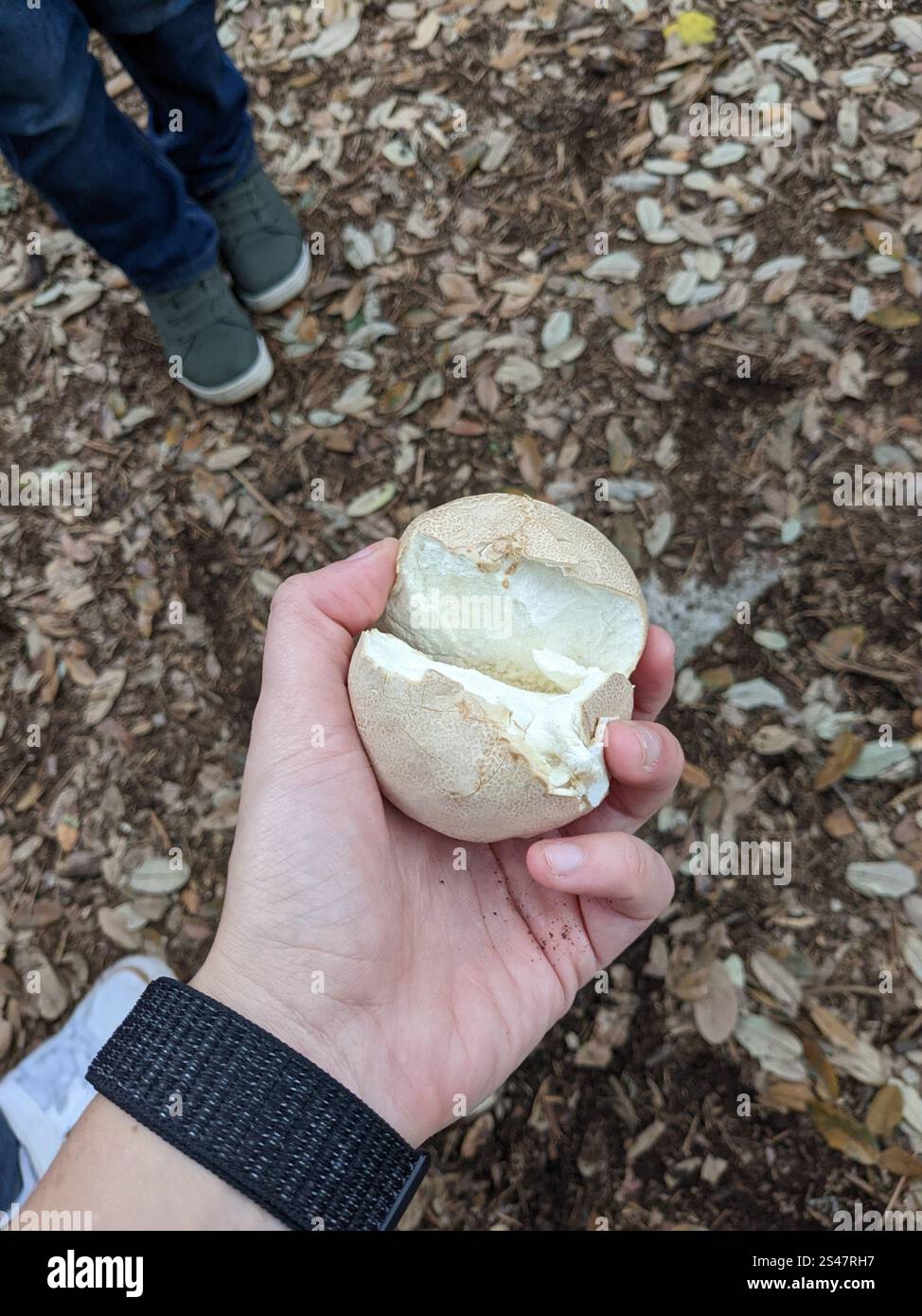 Purple-spored Puffball (Calvatia cyathiformis Stock Photo - Alamy