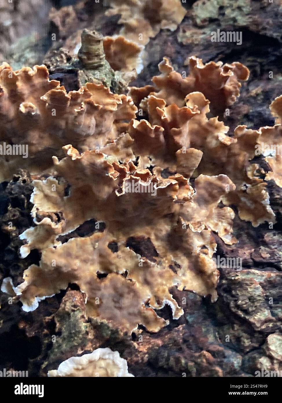 Bleeding Oak Crust (Stereum gausapatum Stock Photo - Alamy