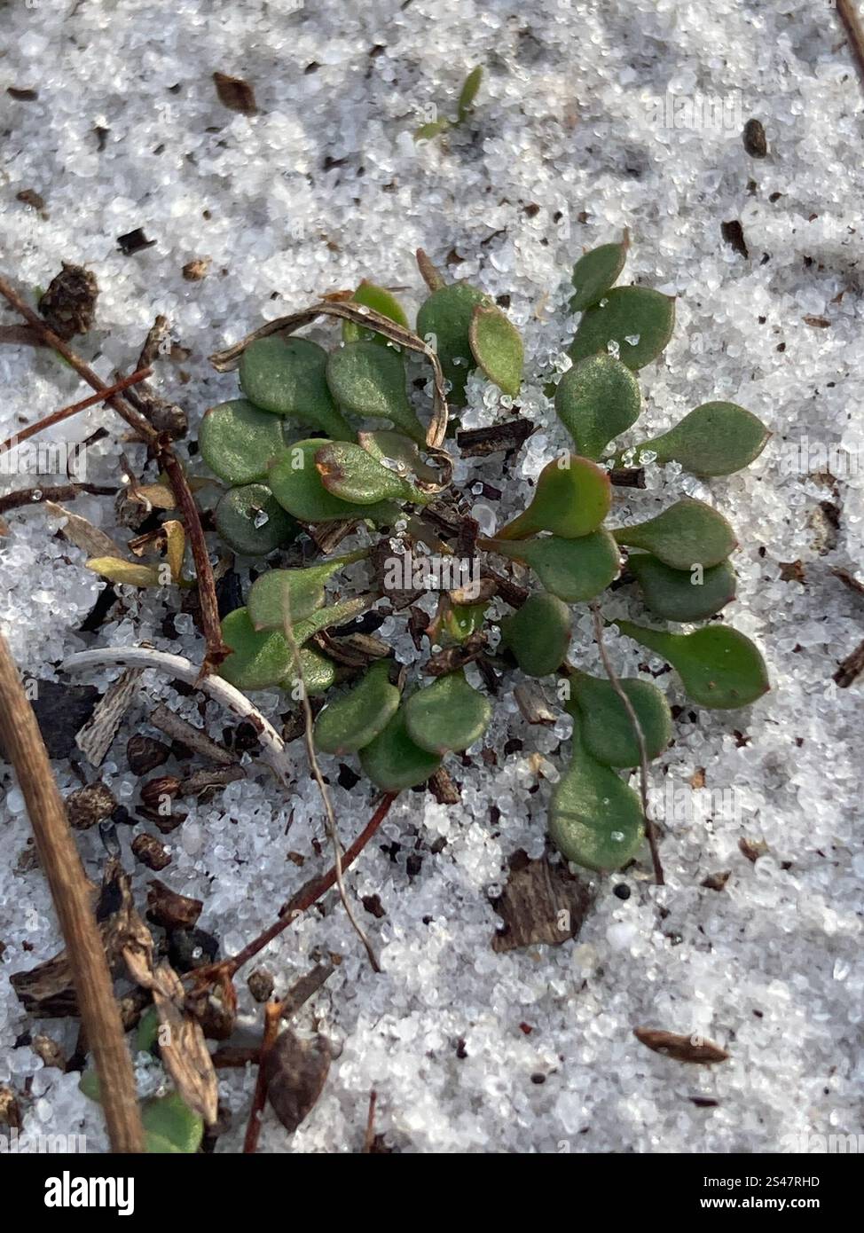 Wire-plant (Stipulicida setacea Stock Photo - Alamy
